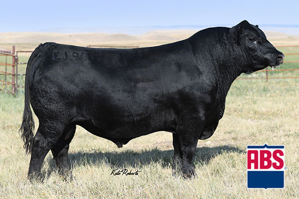 Most Popular Angus Sires